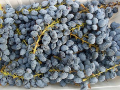 Mahonia - Gastronomiac