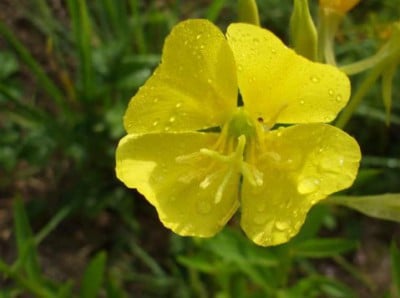 Onagre - Gastronomiac