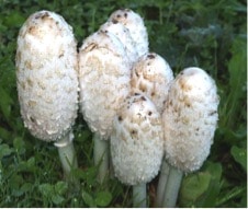 Coprin chevelu - Gastronomiac