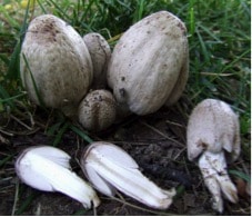 Coprin noir d'encre - Gastronomiac