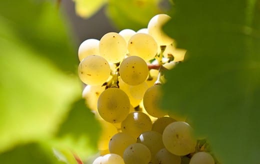 Chenin (blanc) - Gastronomiac