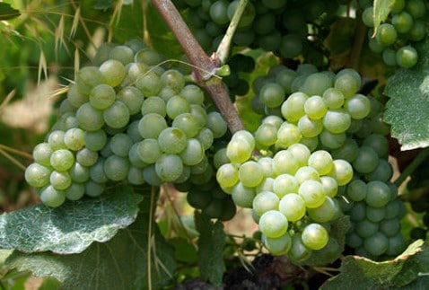 Gringet - Gastronomiac