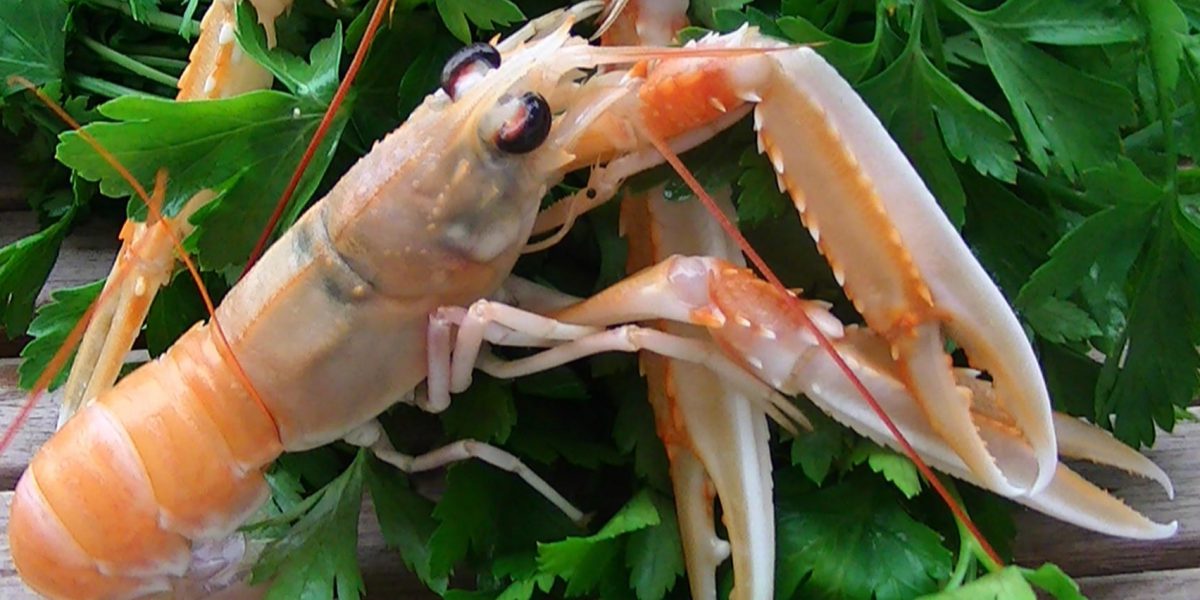 Langoustine (crustacé)