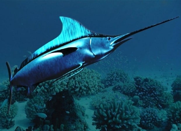 CES ANIMAUX LES PLUS RAPIDES AU MONDE