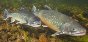 Omble chevalier (poisson)