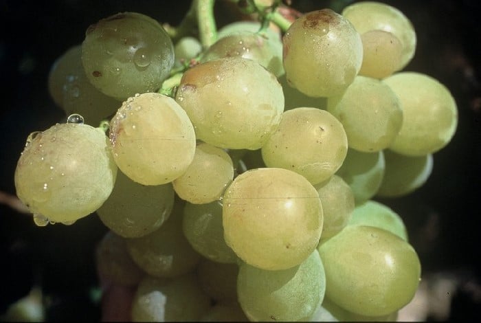 Muscat d'Alexandrie - Gastronomiac