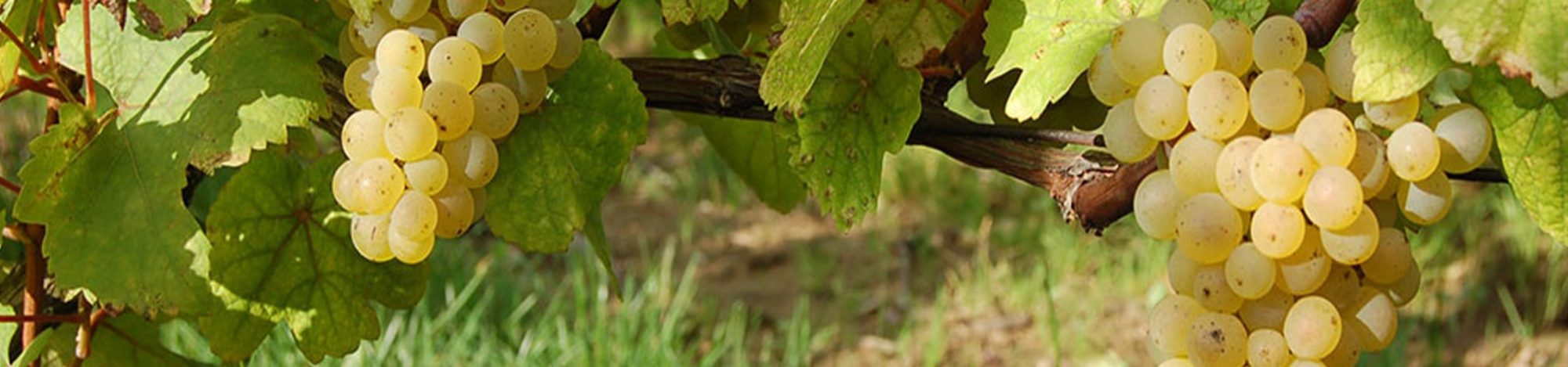 Vin jaune