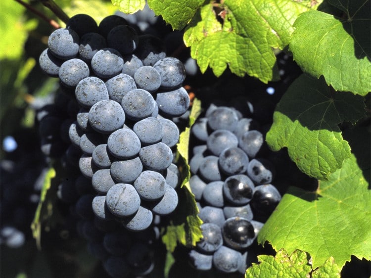 Tannat - Gastronomiac