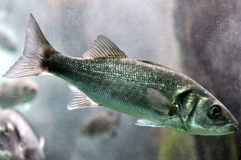 Loup (poisson)