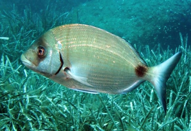 Sar (poisson)