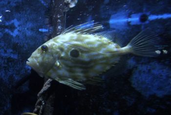 Saint-pierre (poisson)