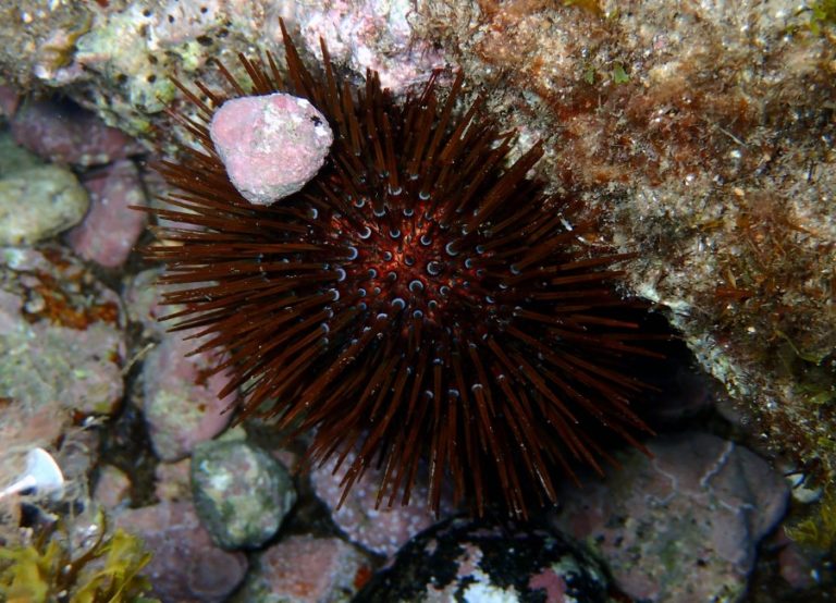 Zee-egel – Algemene informatie over zee-egels