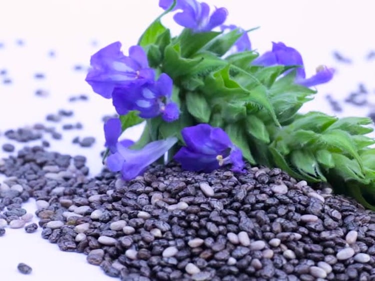 Chia