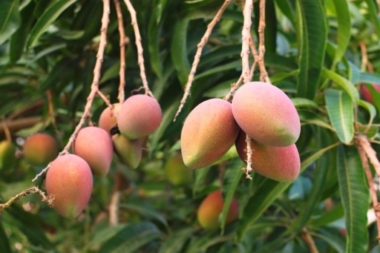 Mangue