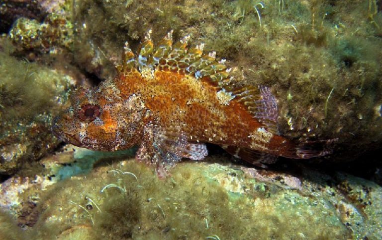 Rascasse (poisson)