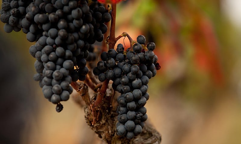 Malbec (cépage rouge)