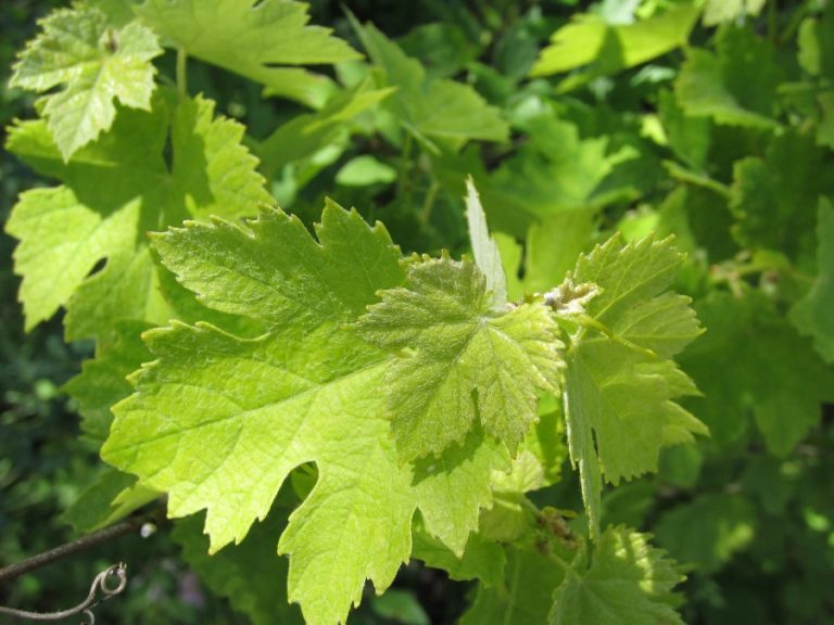 Feuille de vigne
