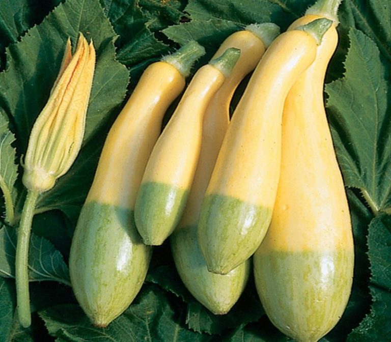 Courgette zéphyr