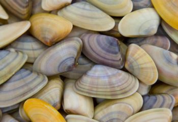 Telline (coquillage)