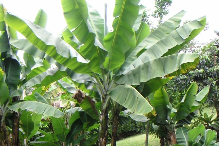 Feuille de bananier