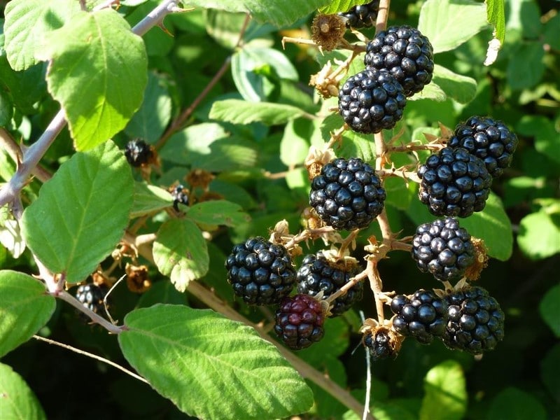 Mûre (fruit de la ronce)