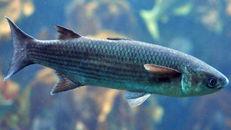 Mulet (poisson)