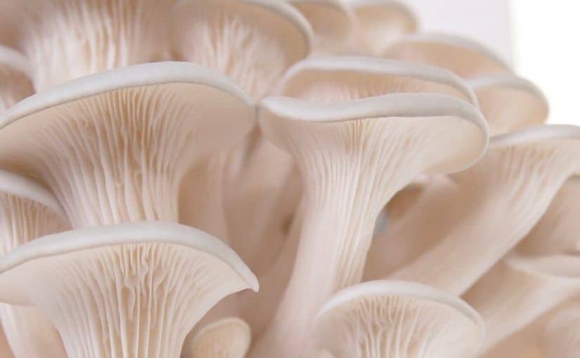 Pleurote - Gastronomiac