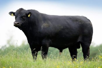 Angus