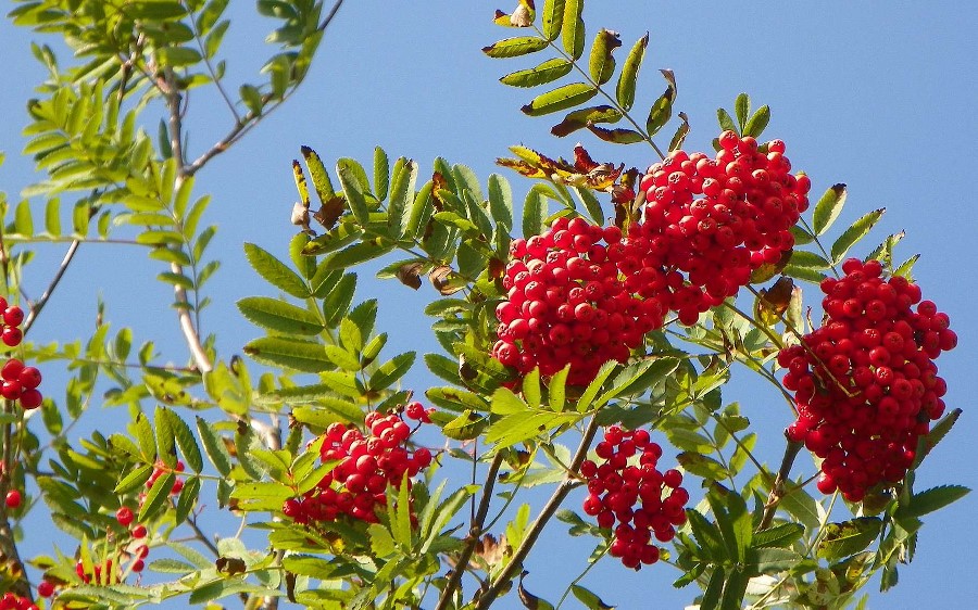Sorbier