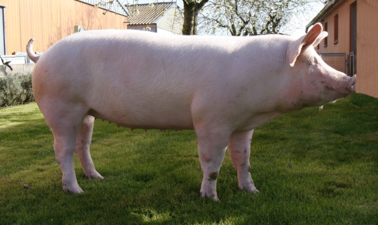 Large white (porc)