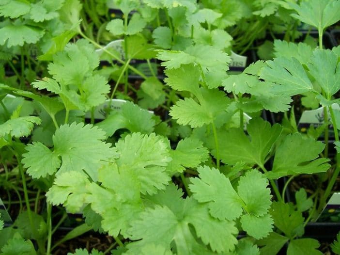 Coriandre