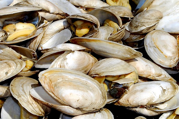 Palourdes à la vapeur (cuisine américaine)