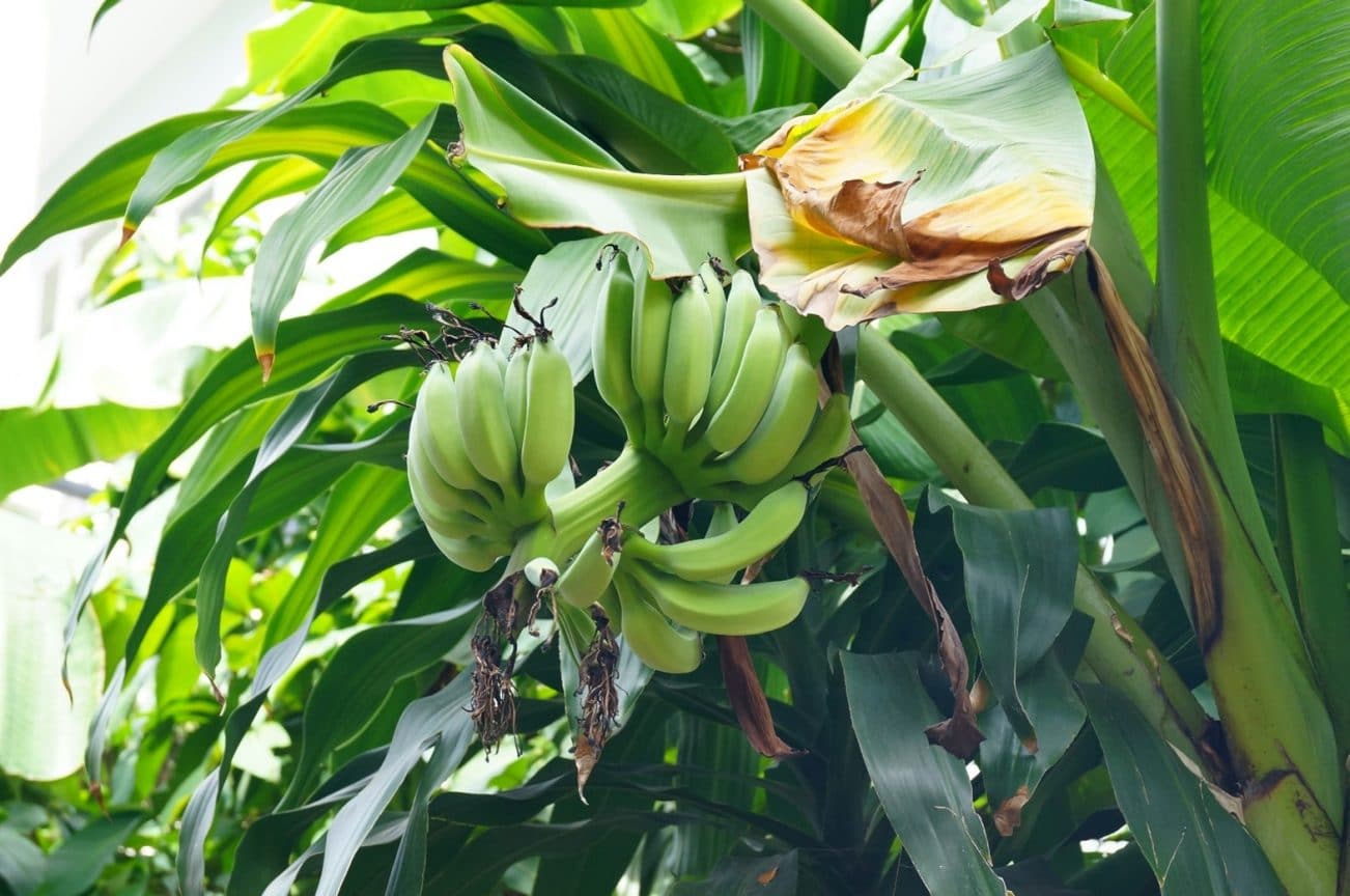 Banane saba