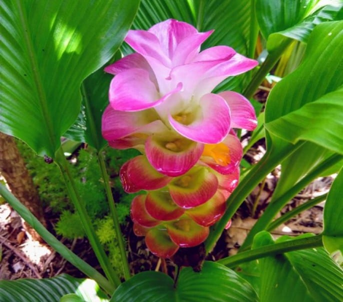 Curcuma blanc