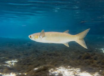 Mulet cabot (poisson)