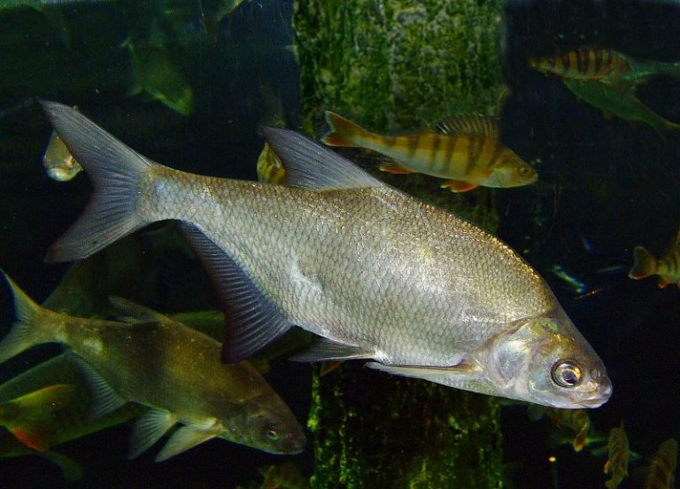 Brème (poisson)