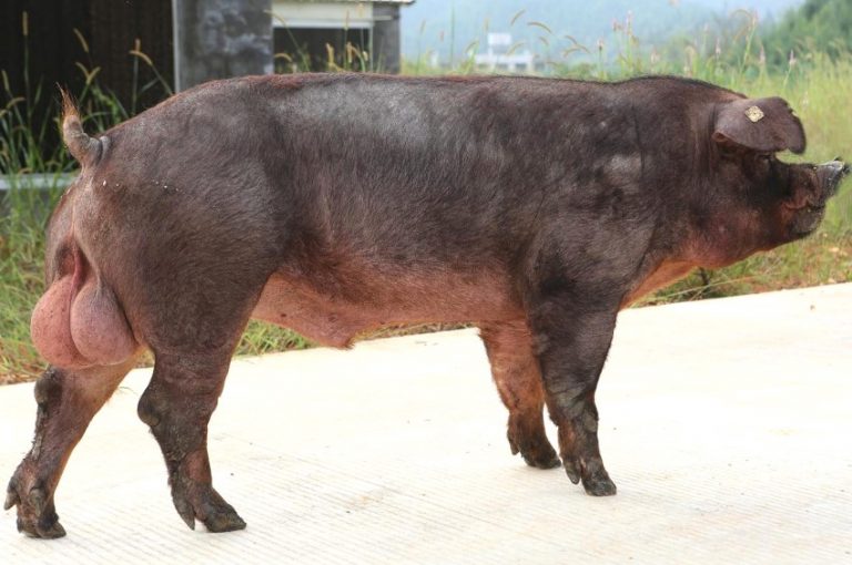 Duroc (porc)