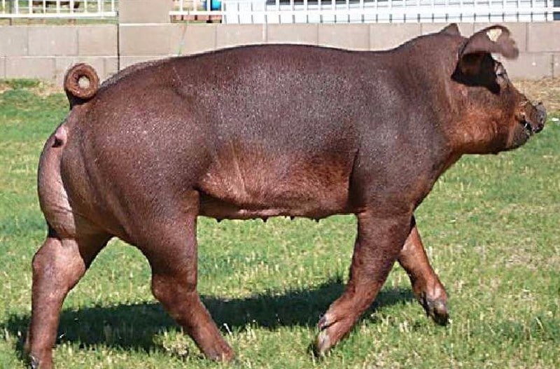 Duroc (porc)