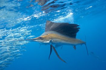Voilier de l'Atlantique (poisson)