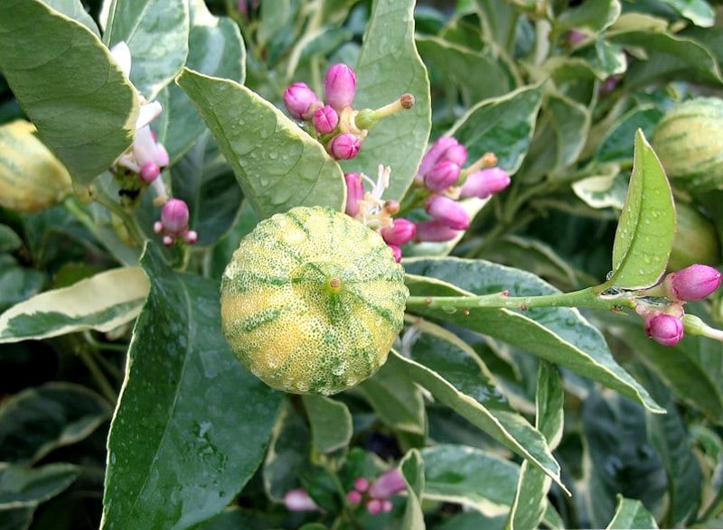 Citron rose panaché