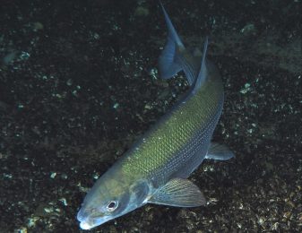 Féra (poisson)
