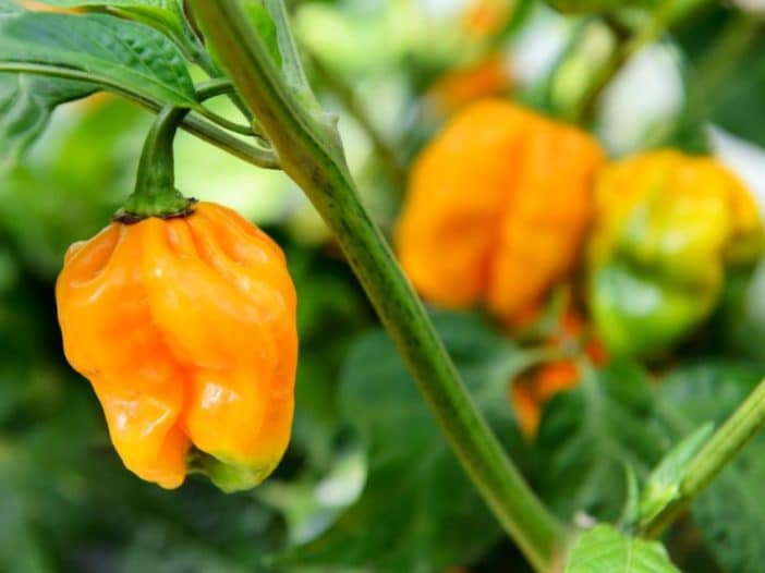 Habanero (piment)