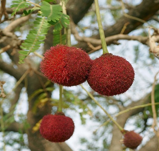 Néré (arbre africain)