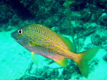 Gorette blanche (poisson)