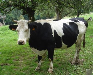 Prim’holstein (race bovine)