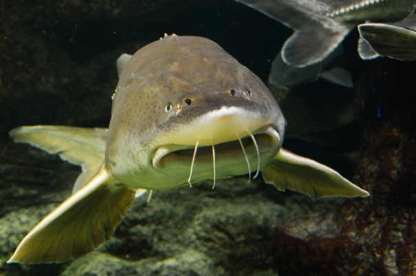 Kaluga, Huso dauricus (poisson)