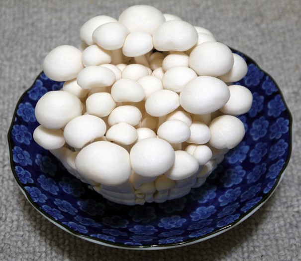Shimeji