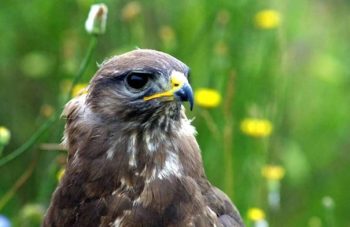 Rapace
